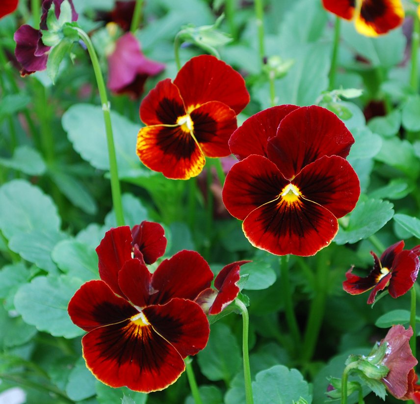 Edible Flowers Organic Red Violet Arkwright Ruby Viola Cornuta - 40 Seeds