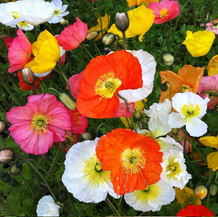 Colorful Iceland Poppy Mix Giant Papaver Nudicaule - 200 Seeds