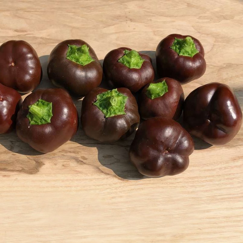 Organic Heirloom Sweet Brown Chocolate Bell Pepper Capsicum annuum - 25 ...