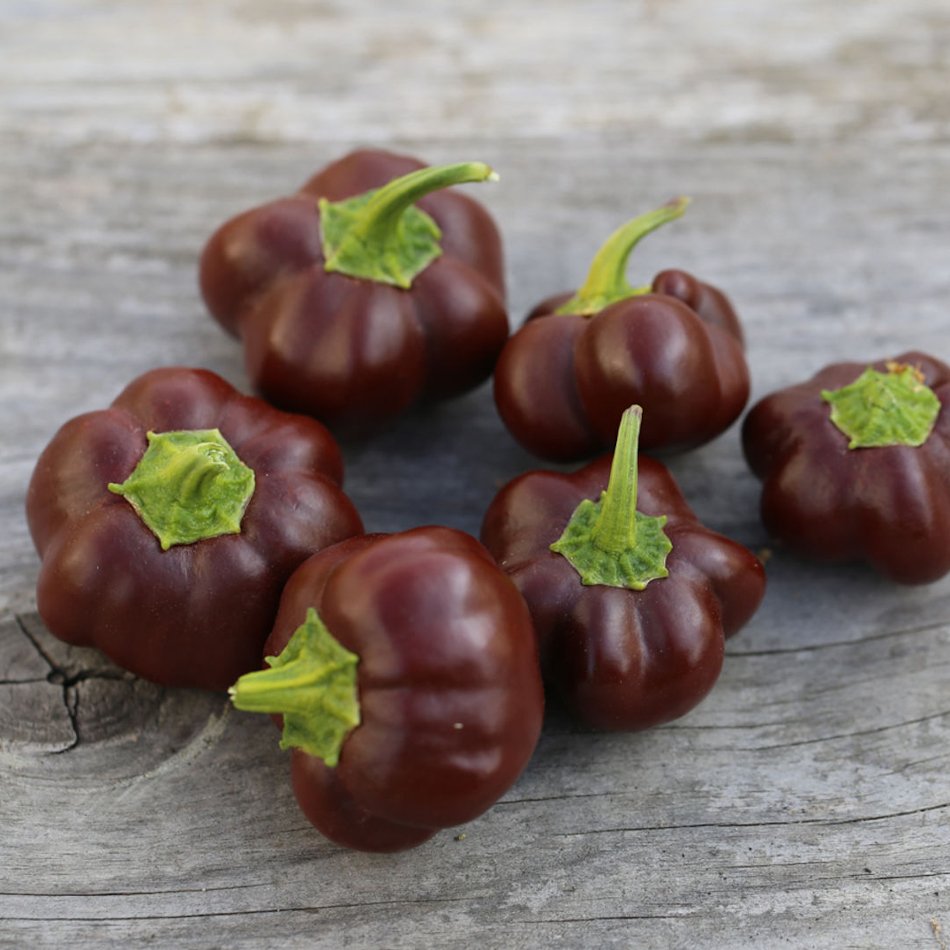 Heirloom Chocolate Bell Pepper Sweet Capsicum annuum - 25 Seeds
