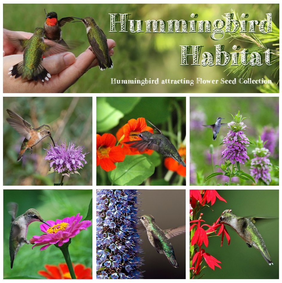Habitat for Hummingbirds Flower Seed Collection - 6 Varieties