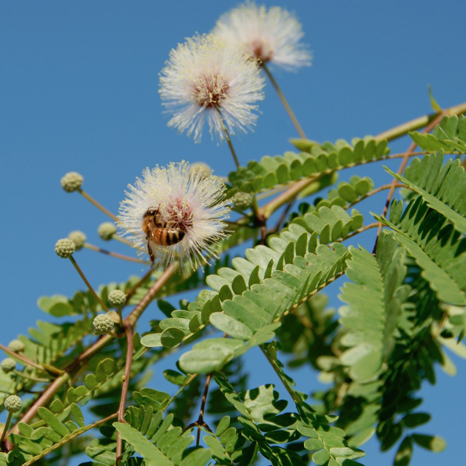 Desert Fern Tree Feather Bush Lysiloma watsonii - 15 Seeds