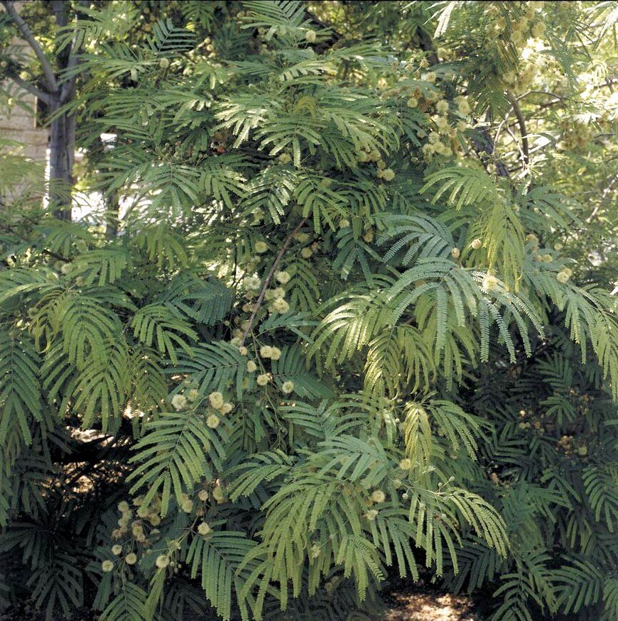 Desert Fern Tree Feather Bush Lysiloma watsonii - 15 Seeds