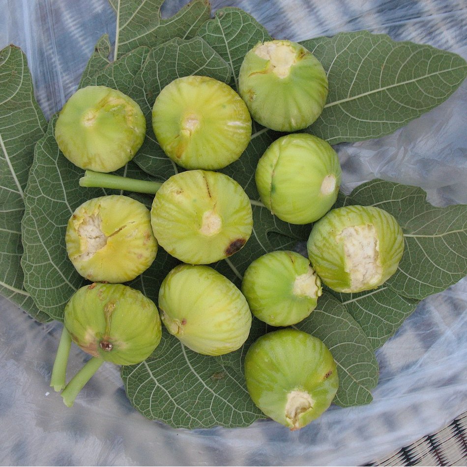 Turkish Heirloom Green Calimyrna Smyrna Sweet Fig Ficus carica - 1 Live ...