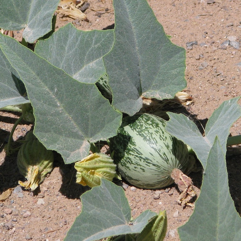 Native American Indian Wild Coyote Buffalo Gourd Cucurbita foetidissima ...