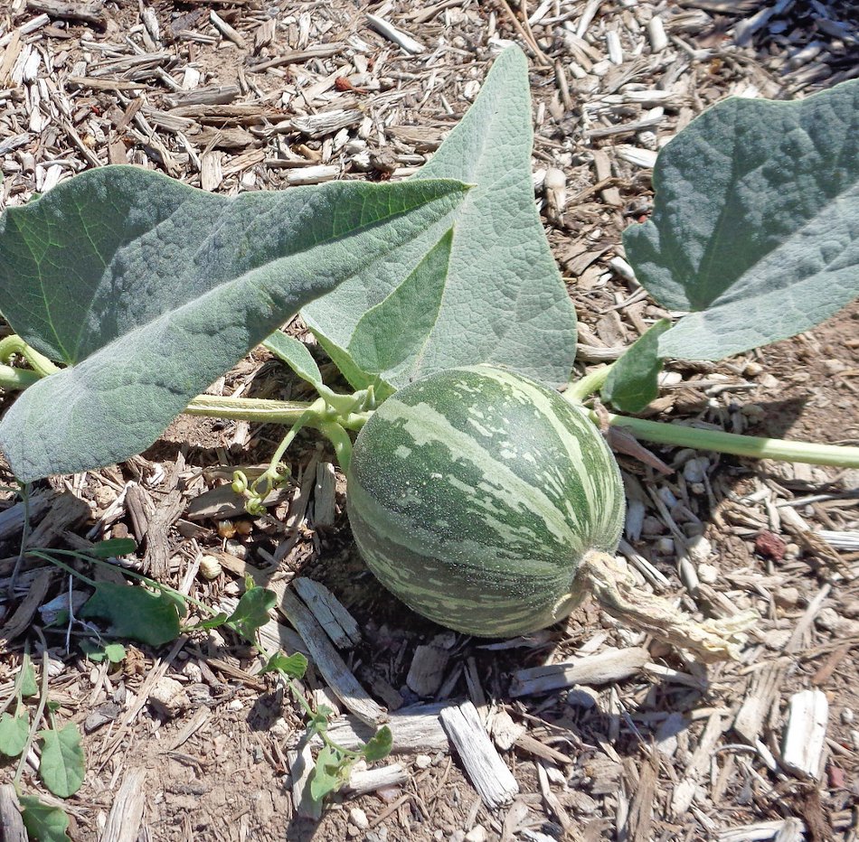 Native American Indian Wild Coyote Buffalo Gourd Cucurbita foetidissima ...