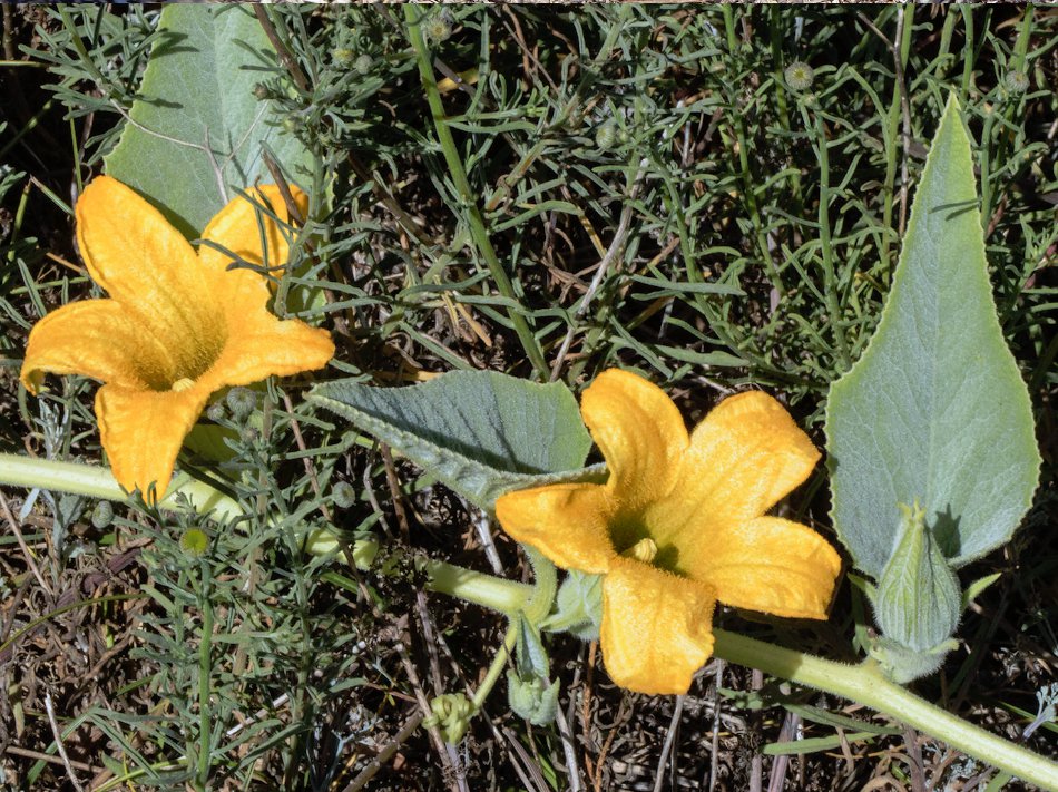 Native American Indian Wild Coyote Buffalo Gourd Cucurbita foetidissima ...