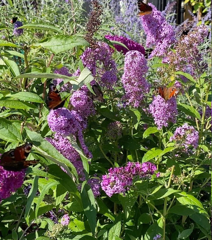Purple Butterfly Bush Buddleia Shrub Buddleja davidii - 100 Seeds
