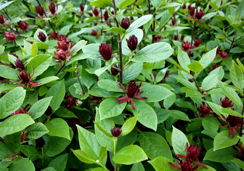 Spicebush Sweet Shrub Maroon Calycanthus floridus - 15 Seeds