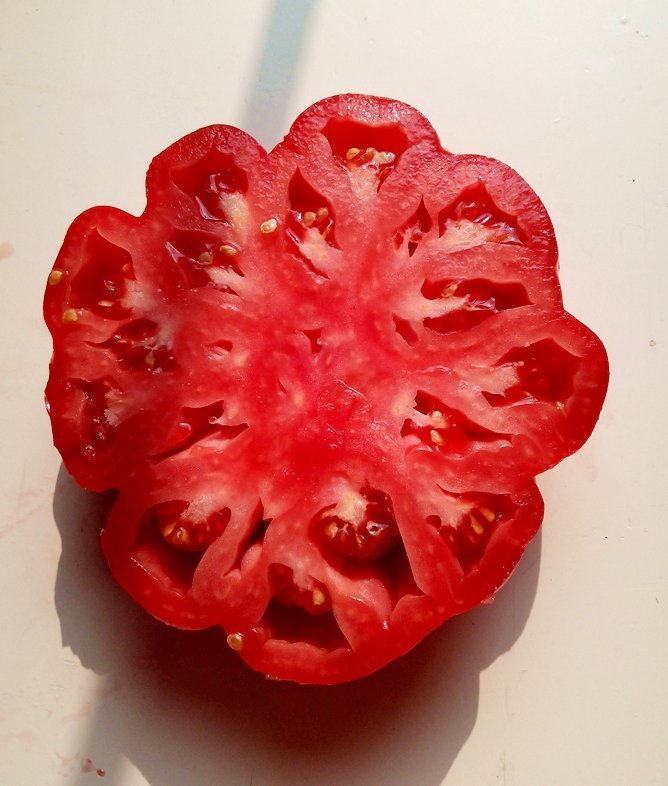 Organic Italian Heirloom Tomato Rosso Sicilian Togetta Solanum ...