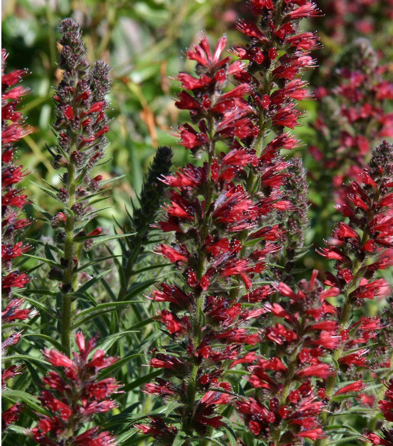 Echium Ruby 'Red Feathers' Hardy Echium amoenum - 20 Seeds