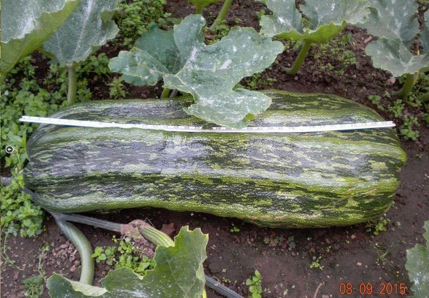 Vegetable Marrow Giant English Heirloom Cucurbita pepo - 10 Seeds