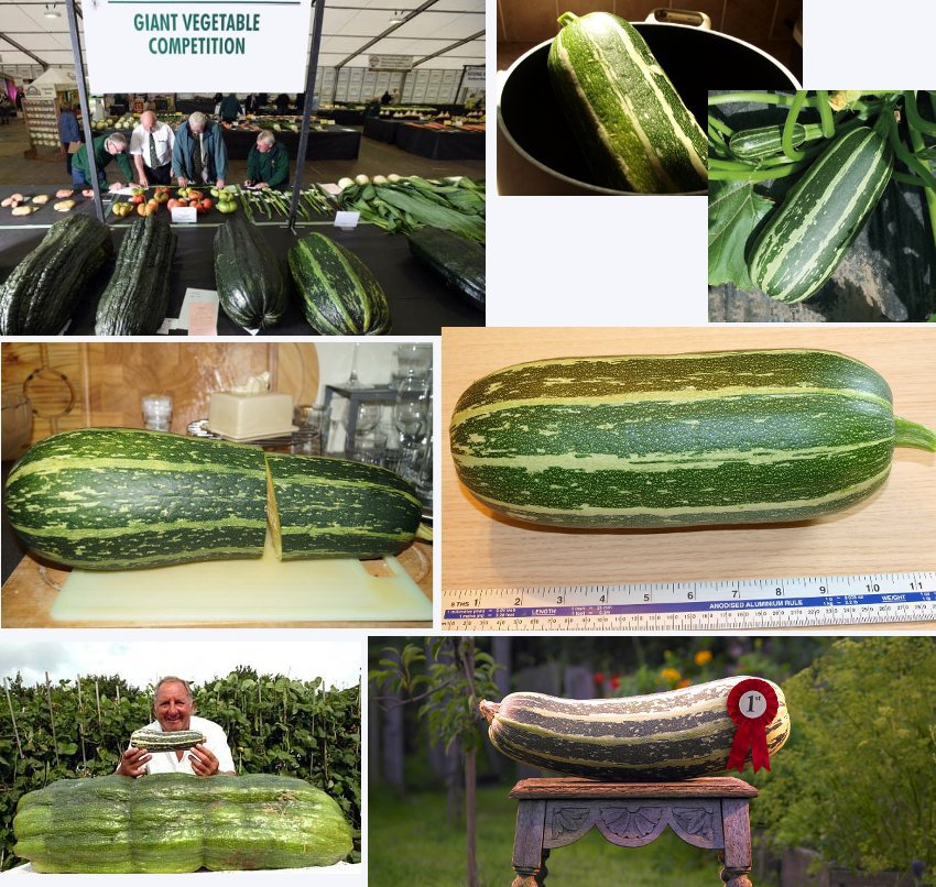 Vegetable Marrow Giant English Heirloom Cucurbita pepo - 10 Seeds