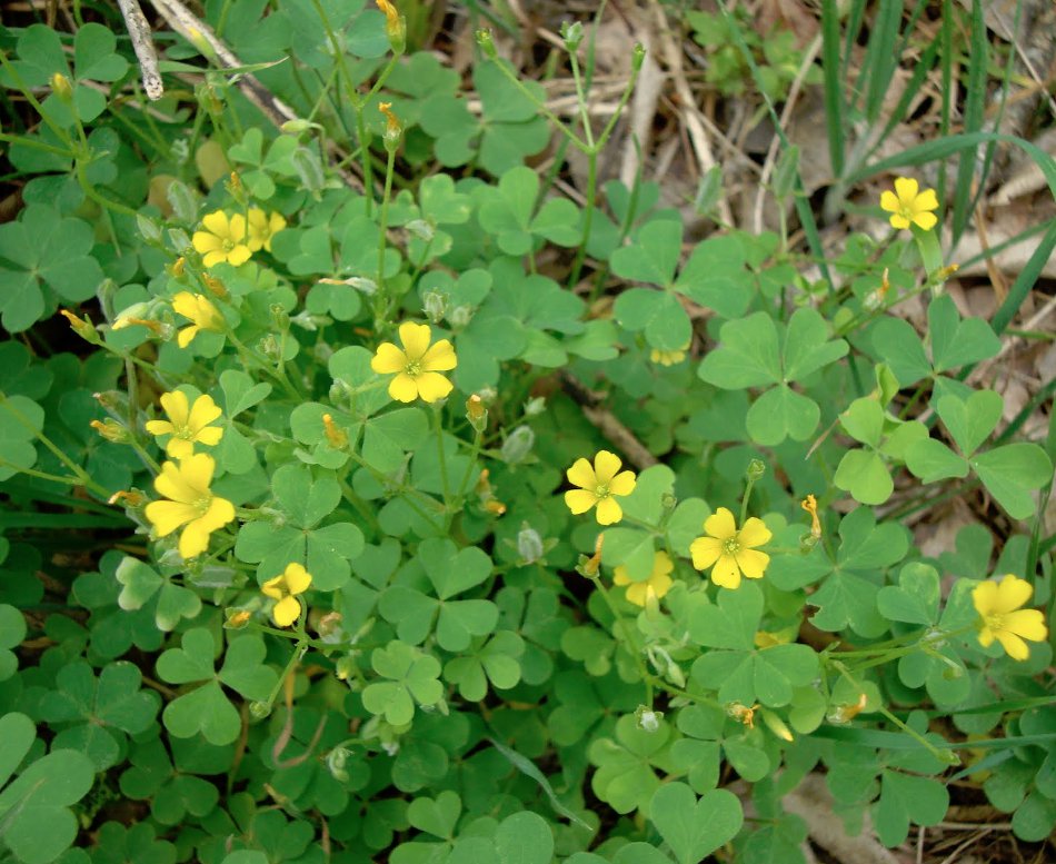 Wild Yellow Woodsorrel Lemon Clover Organic Oxalis stricta - 40 Seeds