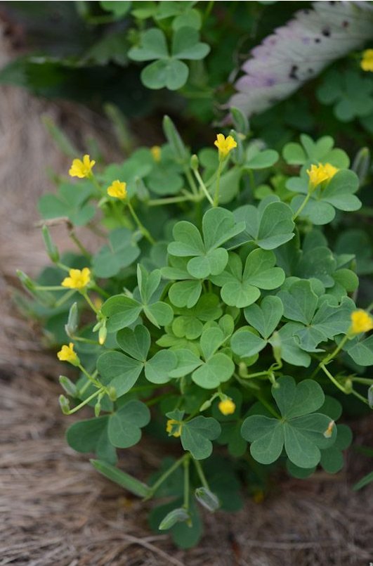 Wild Lemon Clover Yellow Woodsorrel Organic Oxalis stricta - 40 Seeds