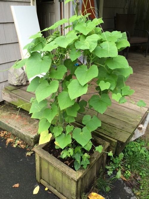 Mirliton Chayote Pear Squash Organic Sechium edule - Live Plant