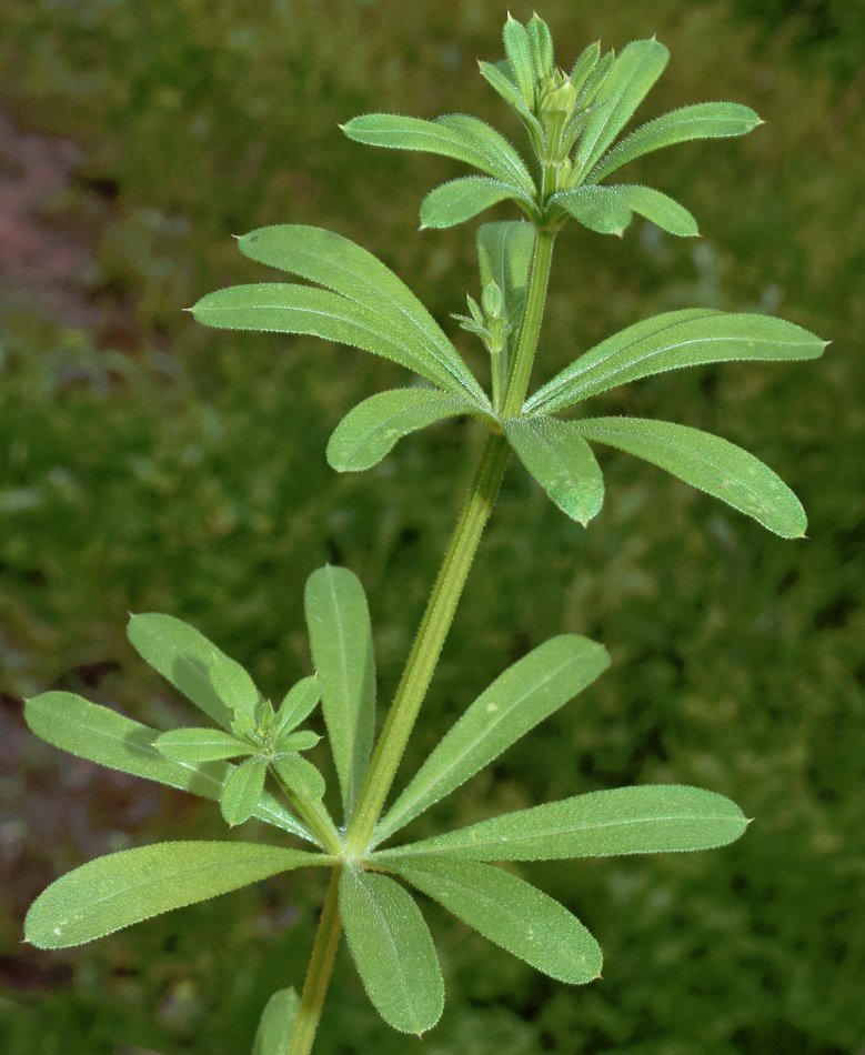 Wild Cleaver Organic Galium aparine - 25 Seeds