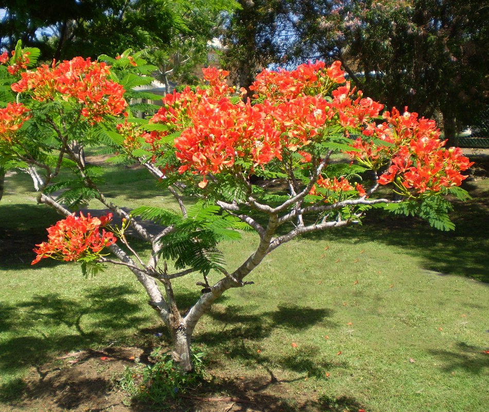 Flamboyant Red Flame Tree Delonix regia - 8 Seeds