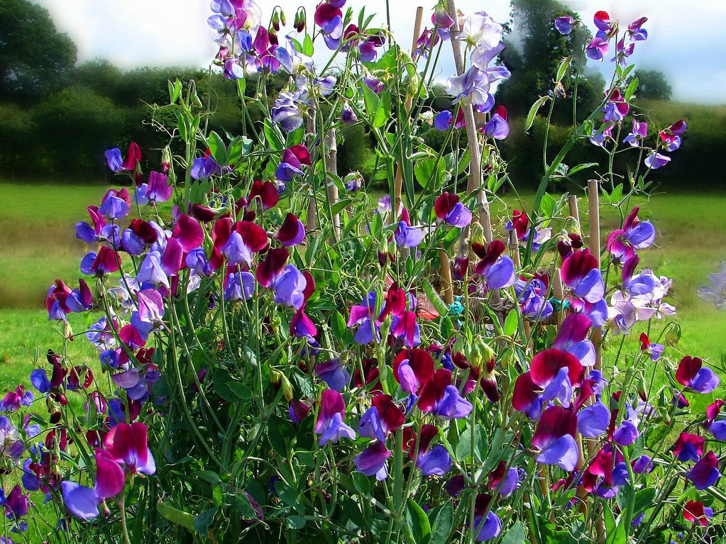 Dramatic Climbing Sweet Pea Matucana Lathyrus odoratus - 20 Seeds