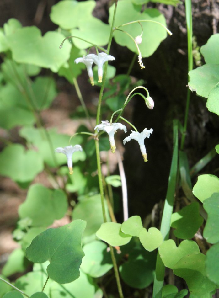 Wild Native White Northern Inside-Out Flower Vancouveria hexandra - 25 ...