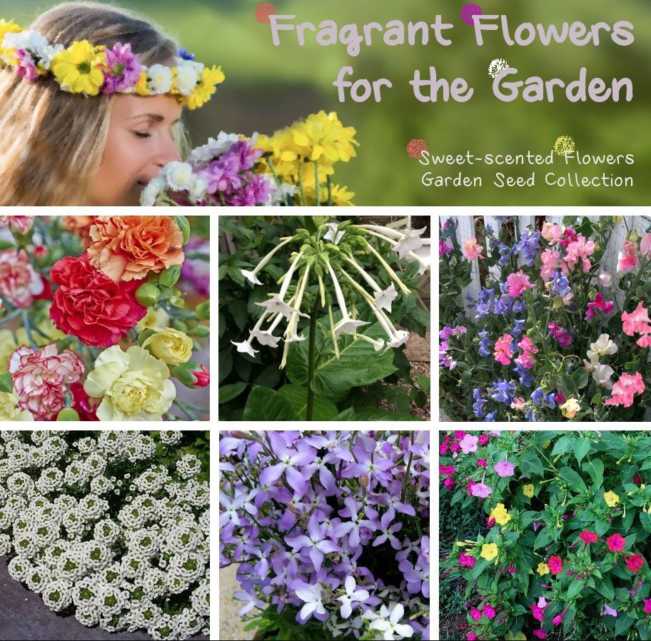 Fragrant Sweet Scented Garden Flower Seed Collection - 6 Varieties