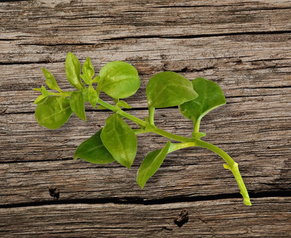 Cuttings! Succulent Heart-leaved Sunrose Aptenia cordifolia - 3 ...