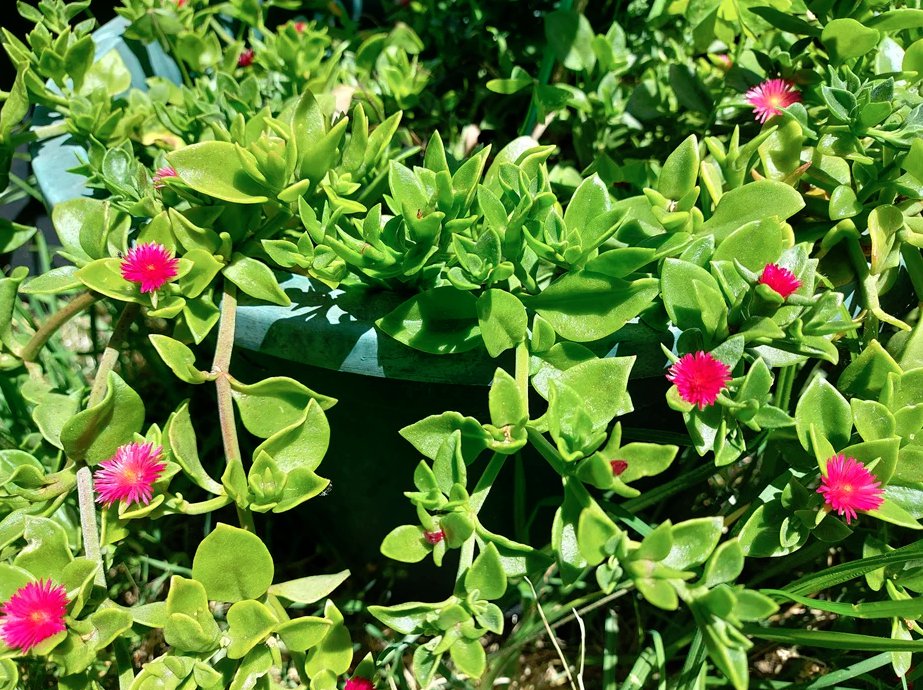 Cuttings! Succulent Heart-leaved Sunrose Aptenia cordifolia - 3 ...