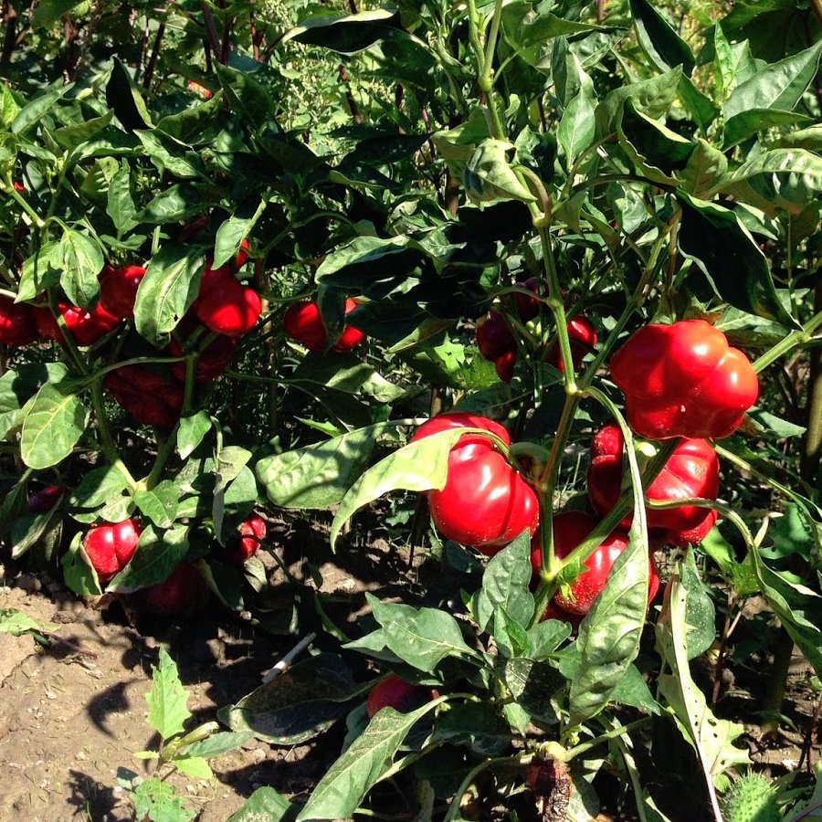 Heirloom Sheepnose Pimento Sweet Pepper Capsicum annuum - 30 Seeds