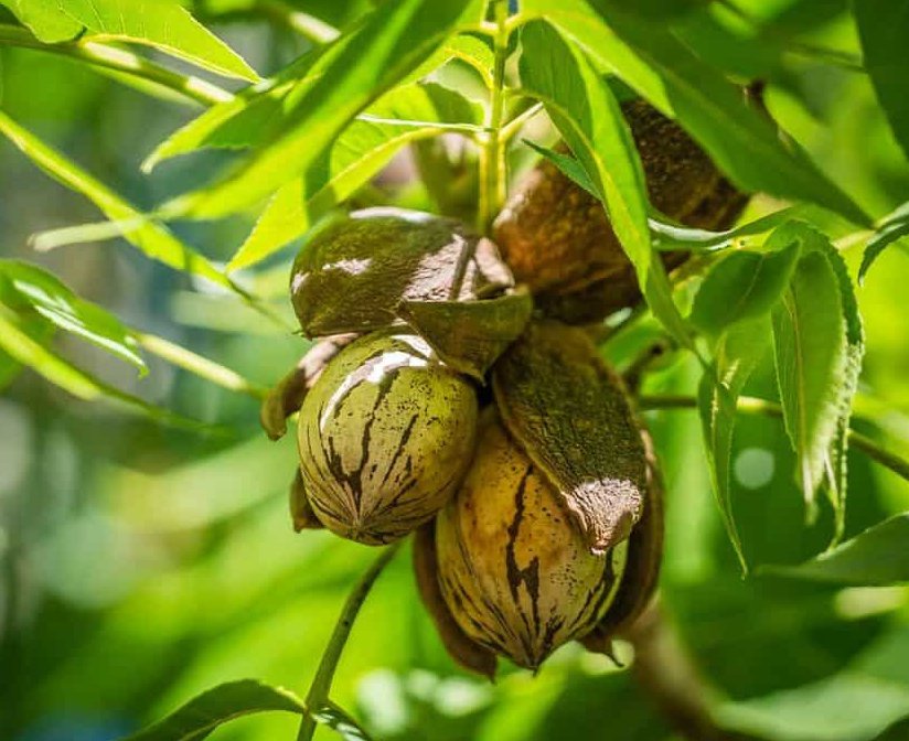 Texas Pecan Native Carya illinoinensis - 1 Live Starter Plant