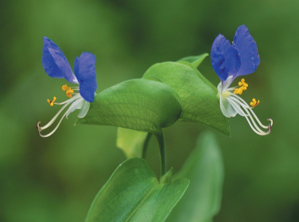 Blue Dayflower Commelina communis - 15 Seeds