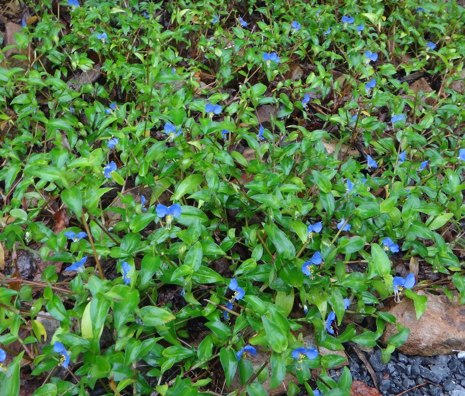 Blue Dayflower Commelina communis - 15 Seeds