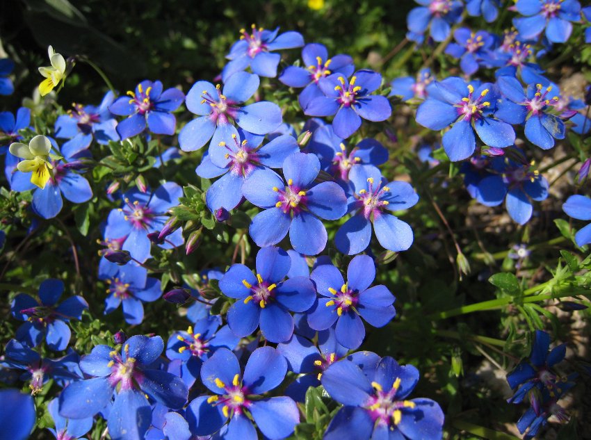 Electric Blue Pimpernel Anagallis monelli - 100 Seeds