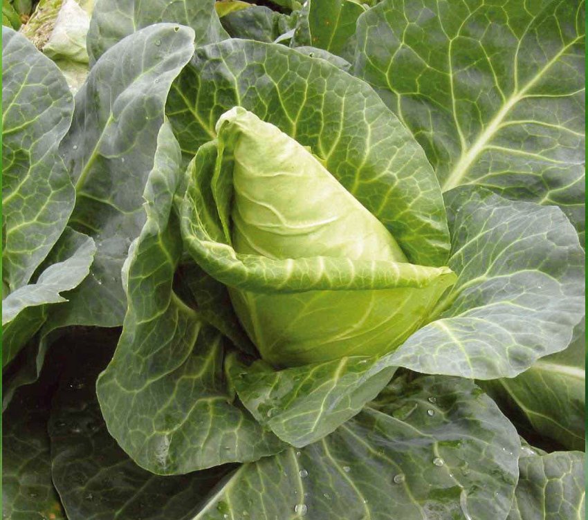 Rare Baby Arrowhead Cone Cabbage Brassica oleracea capitata - 20 Seeds