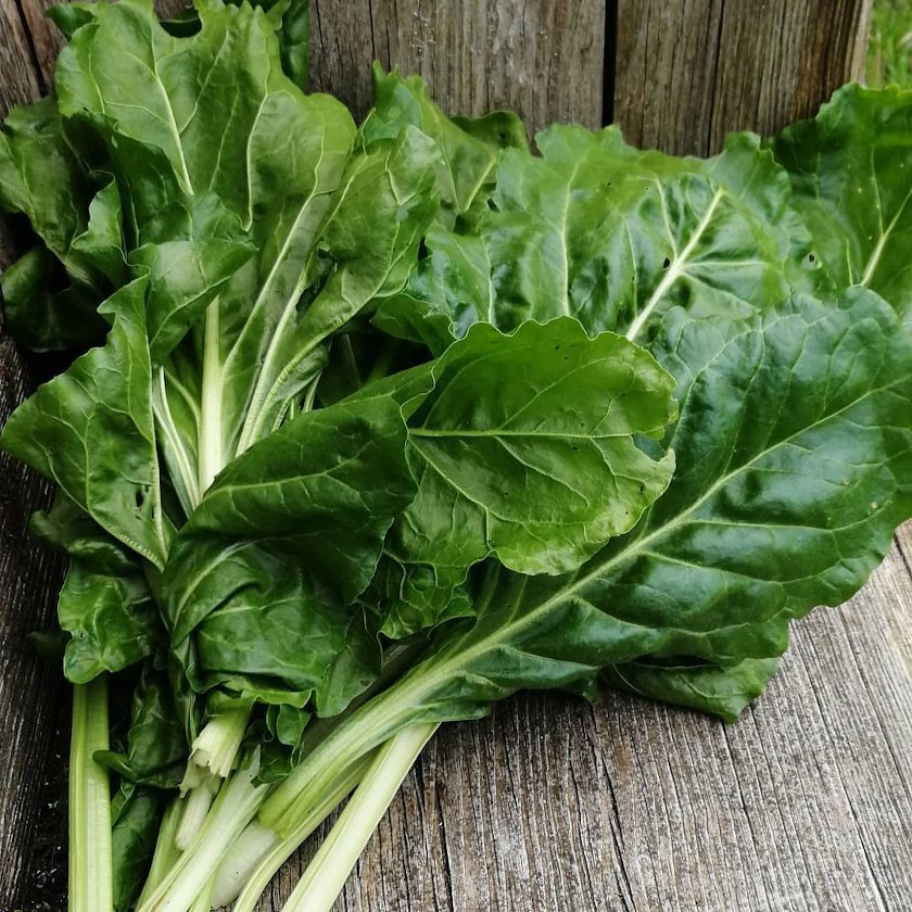 Wild Spinach Leaf Beet Perpetual Spinach Beta vulgaris var cicla - 200 ...