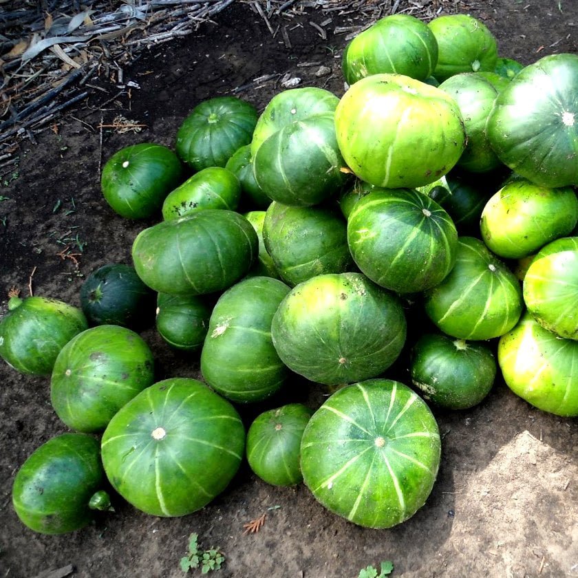 Zapallito Redondo del Tronco Summer Squash Cucurbita maxima var ...