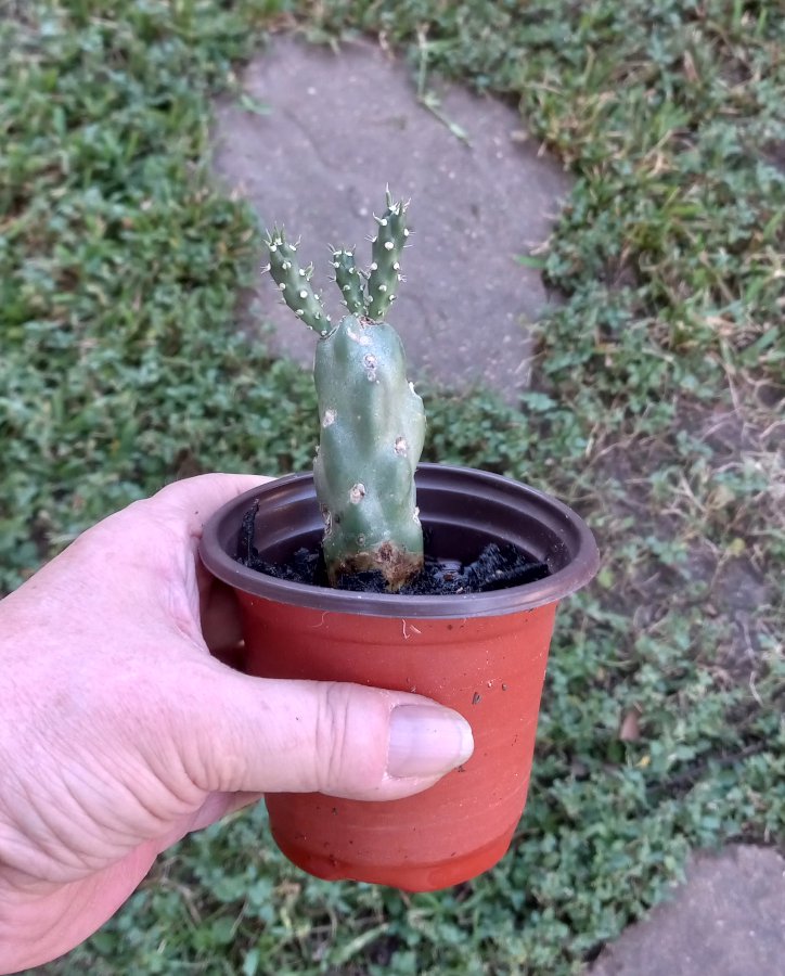 Tree Cholla Hardy Chain Link Cactus Cylindropuntia imbricata - Live Plant