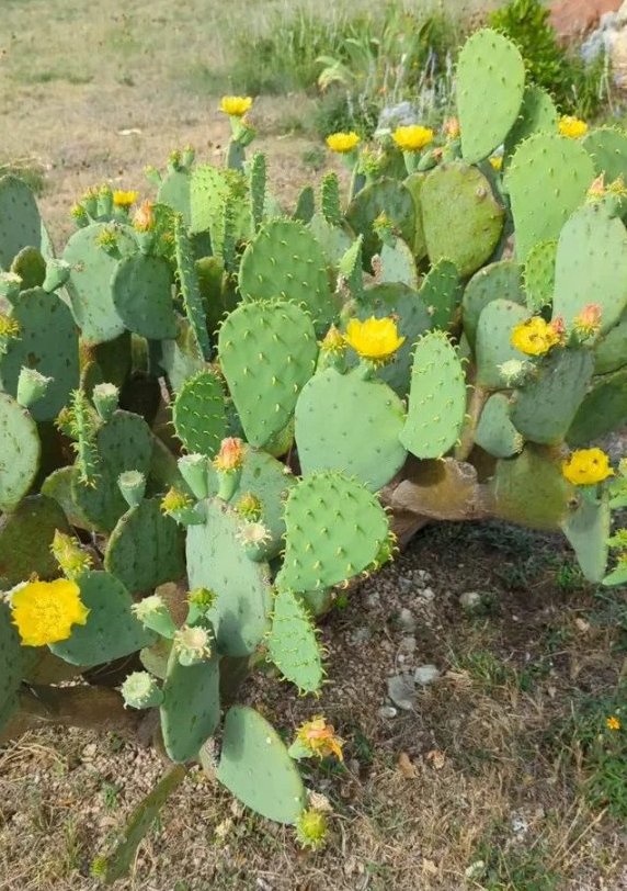 Spineless Thornless Prickly Pear Cactus Opuntia cacanapa ellisiana ...