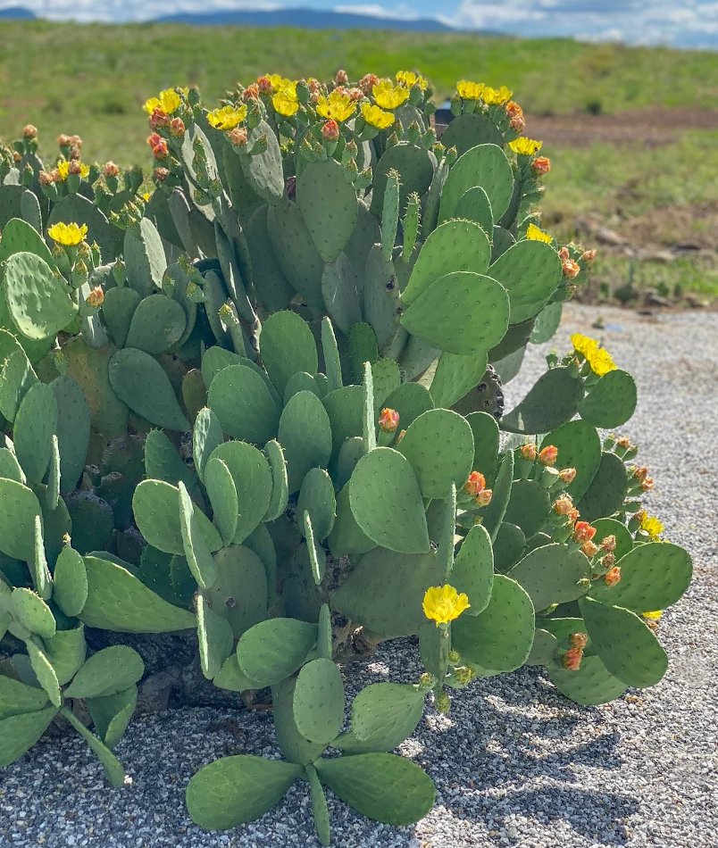 Spineless Thornless Prickly Pear Cactus Opuntia cacanapa ellisiana ...
