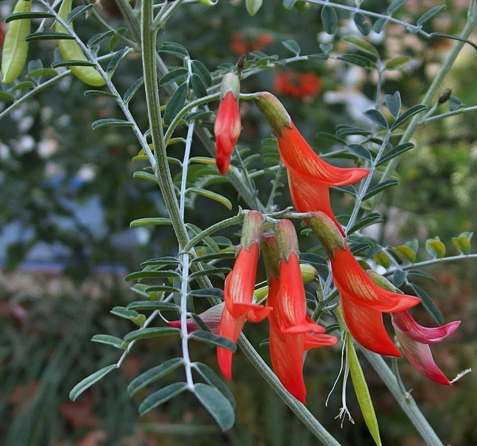 Red Cancerbush Lessertia Sutherlandia frutescens - 10 Seeds