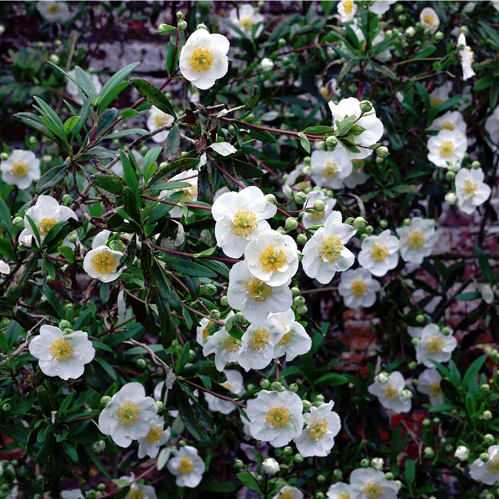California Native Bush Anemone White Carpenteria californica - 20 Seeds
