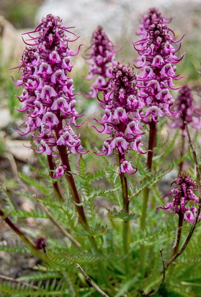 Native Pink Elephant Head Wildflower Rare Pedicularis groenlandica - 30 ...