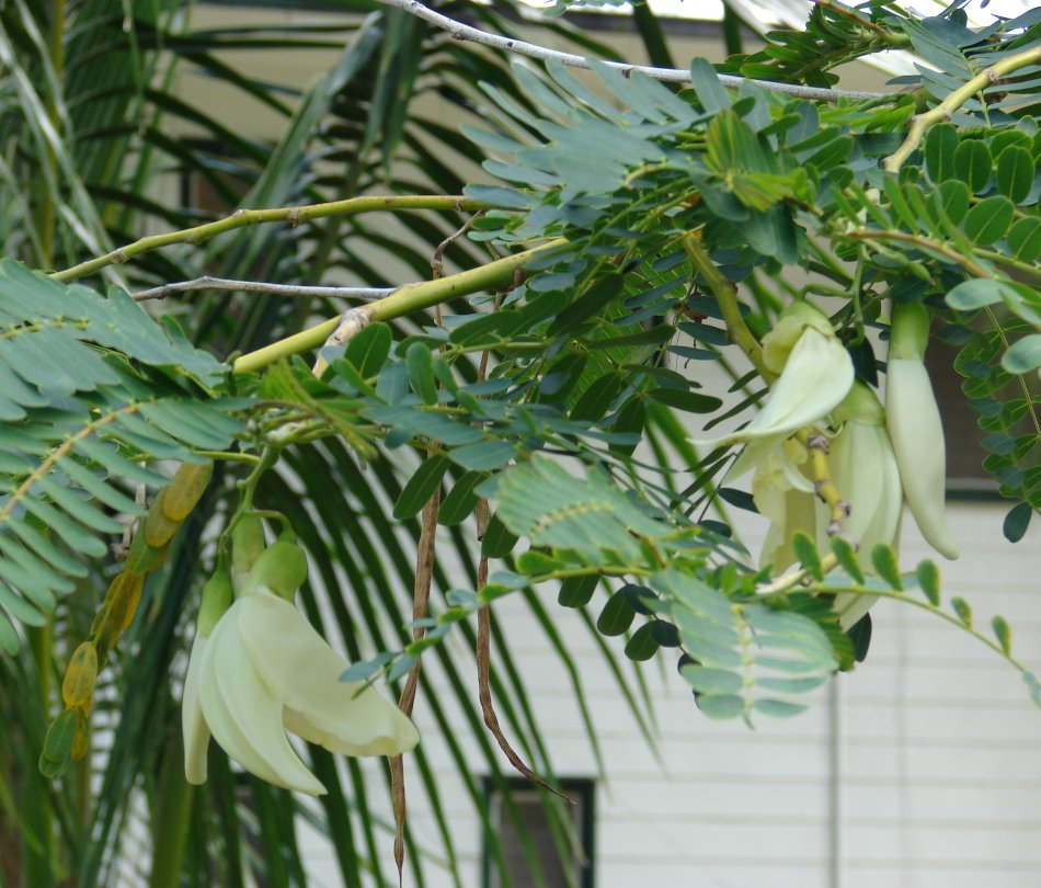 Rare White Agathi Tree Sesbania grandiflora - 5 Seeds