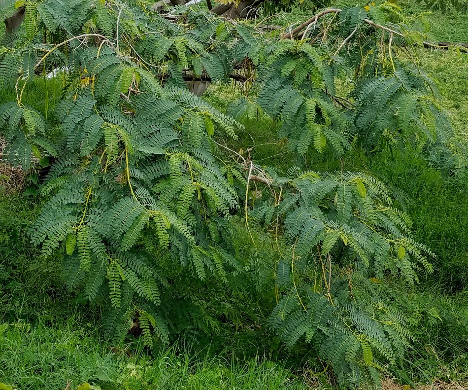 Rare White Agathi Tree Sesbania grandiflora - 5 Seeds