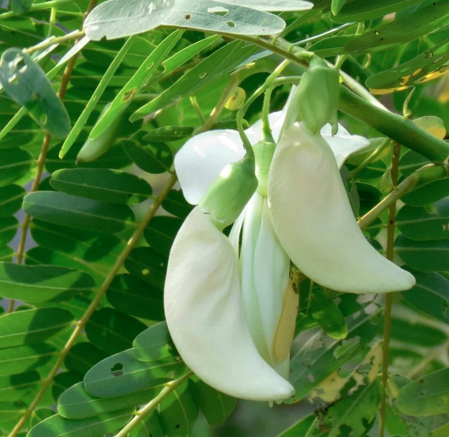 Rare White Agathi Tree Sesbania grandiflora - 5 Seeds
