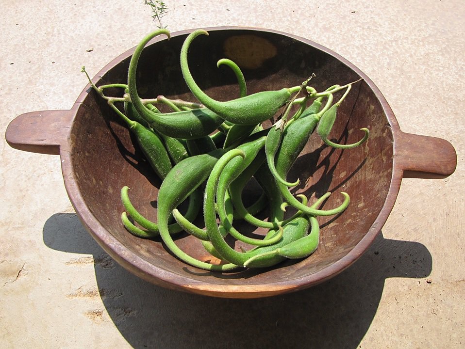 Wild Wooton's Devils Claw Proboscidea parviflora - 10 Seeds