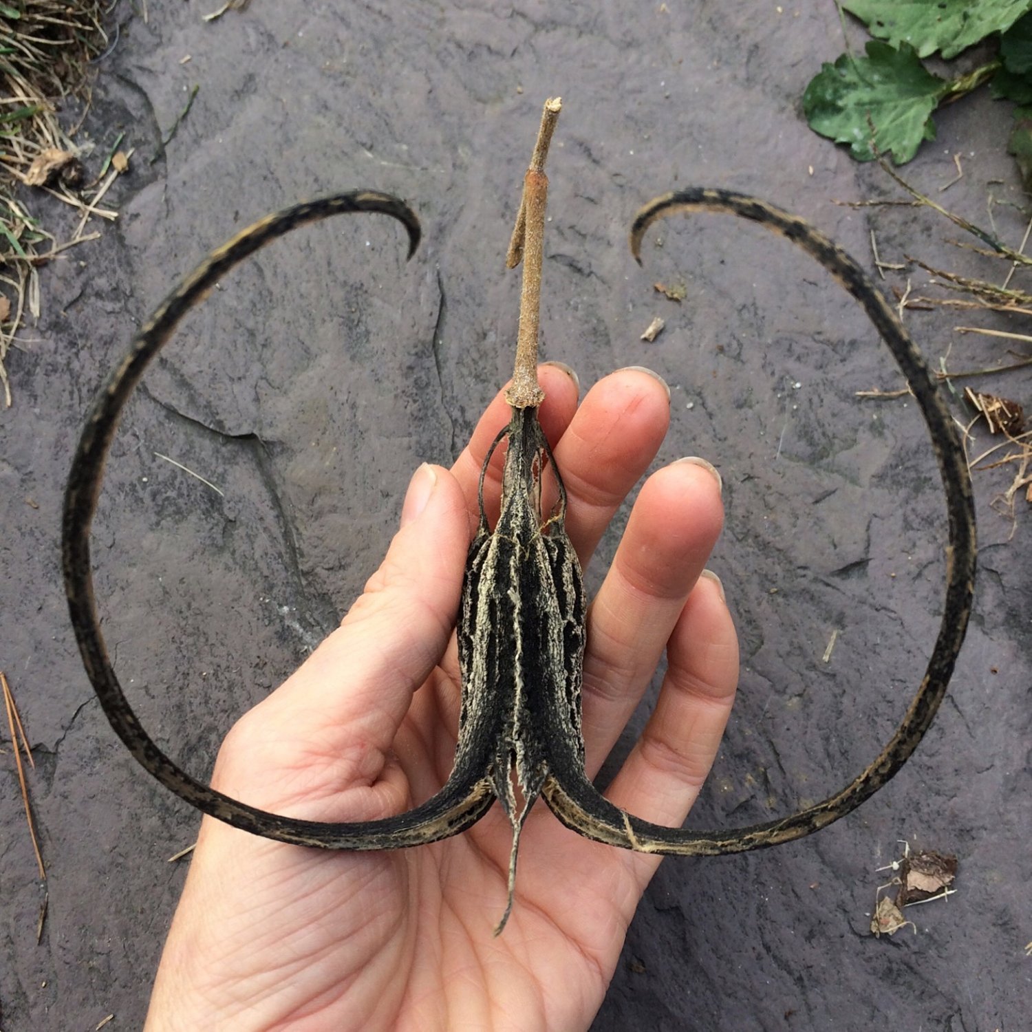 Wild Wooton's Devils Claw Proboscidea parviflora - 10 Seeds