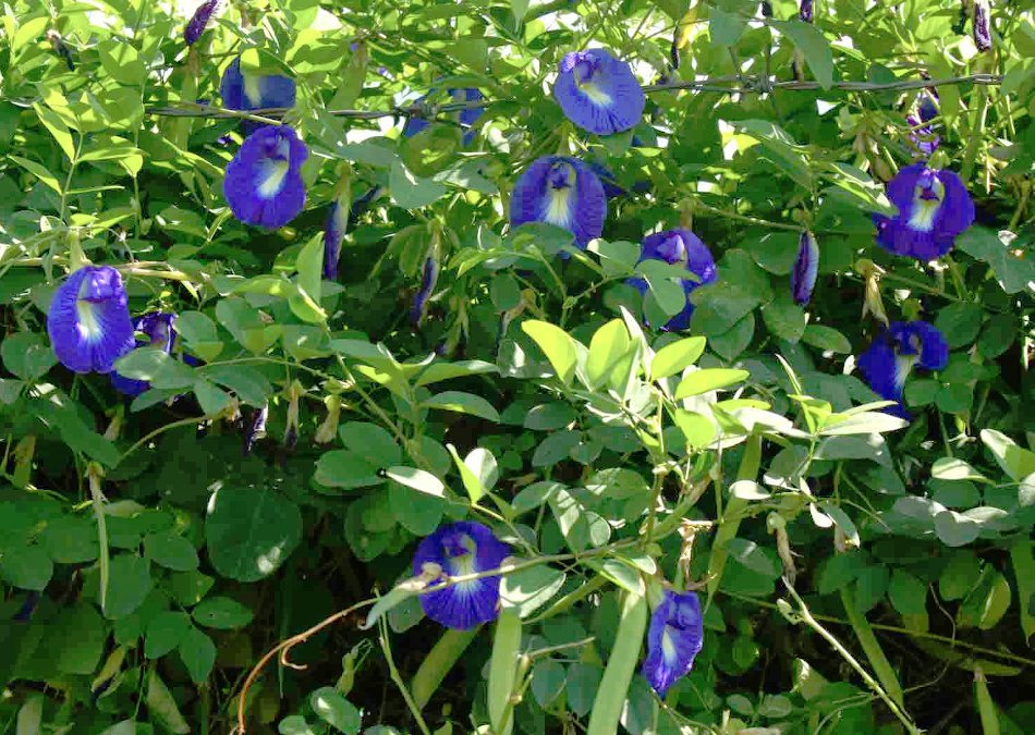 Blue Butterfly Pea Vine Aparajita Herb Clitoria ternatea - 15 Seeds