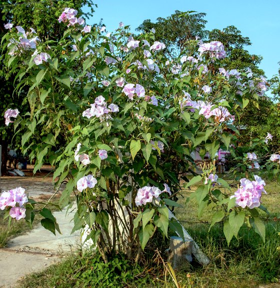Rare Pink Morning Glory Bush or Tree (not vine) Ipomoea carnea ...