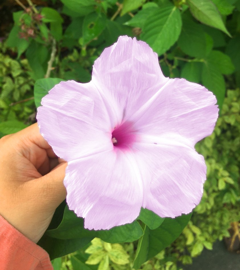 Rare Pink Morning Glory Bush or Tree (not vine) Ipomoea carnea ...