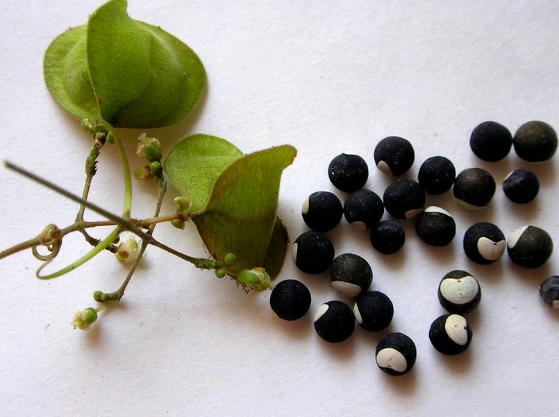 Rare Unusual Heart Seed Balloon Vine Cardiospermum halicacabum - 10 Seeds